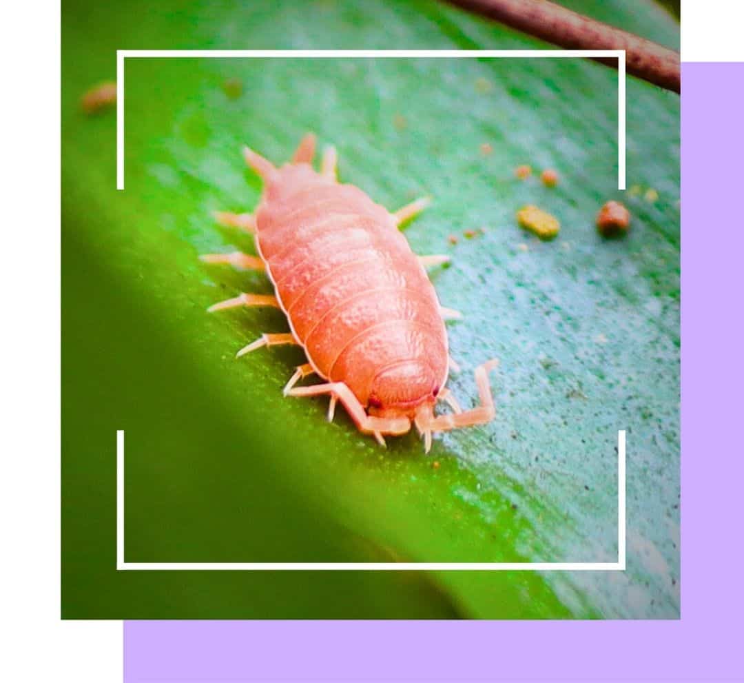 Powder Orange Isopods (Porcellionides pruinosus) Care Guide