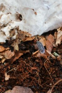 Zebra Isopods (Armadillidium maculatum) Bioactive Care Guide