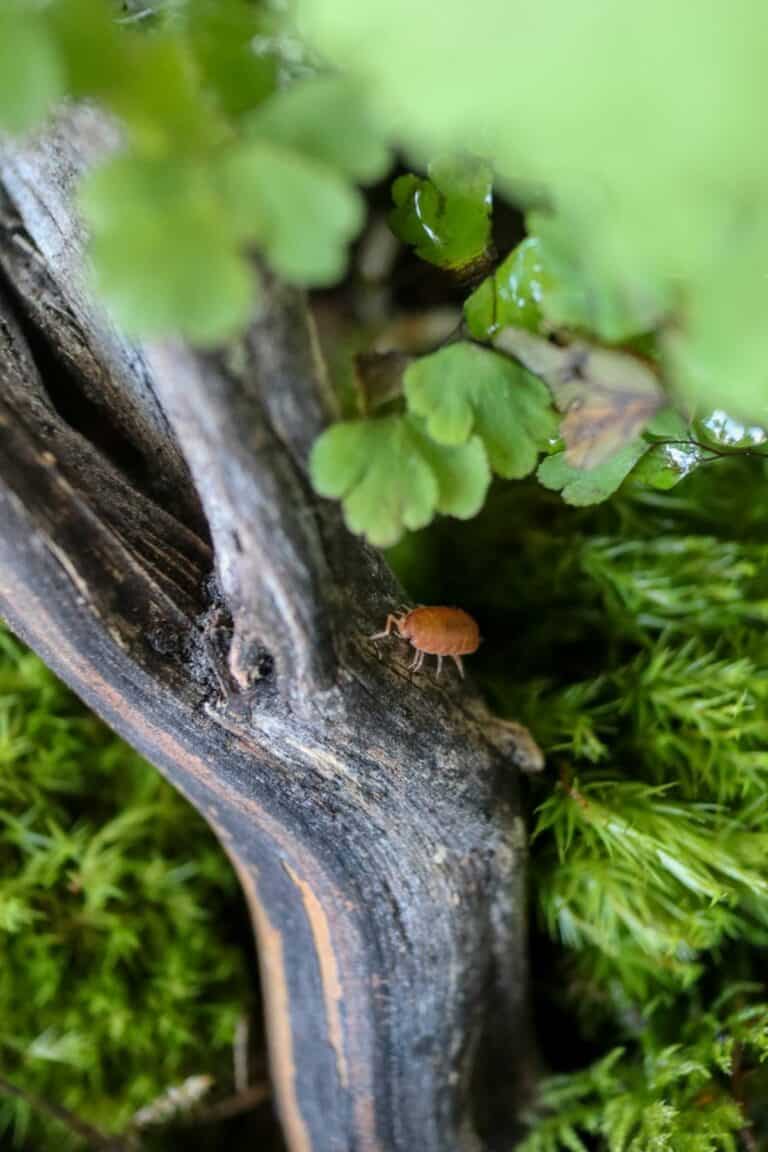 How to Make a DIY Terrarium Background (Step-by-Step)