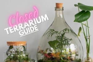 How to Make a Closed Terrarium (The Complete DIY Guide)