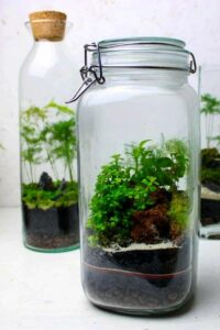 How to Make a Closed Terrarium (The Complete DIY Guide)