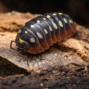 The Complete Clown Isopod Care Guide (Armadillidium klugii)