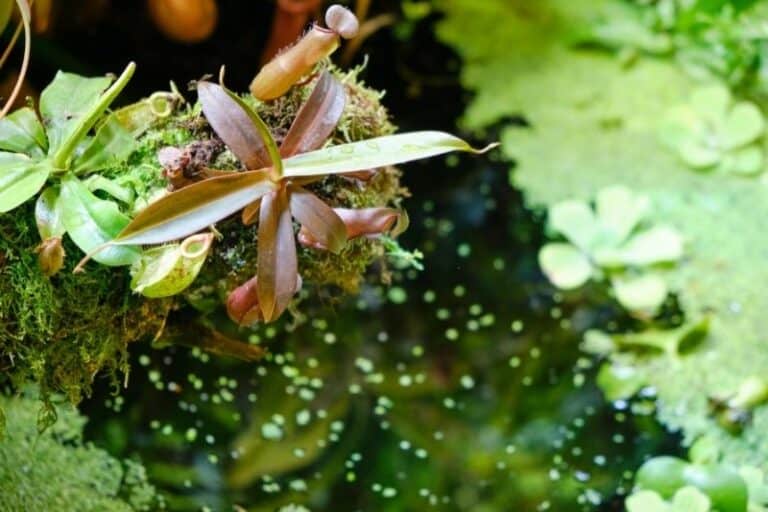 Paludarium 101: Creating a Thriving Semi-Aquatic Paradise