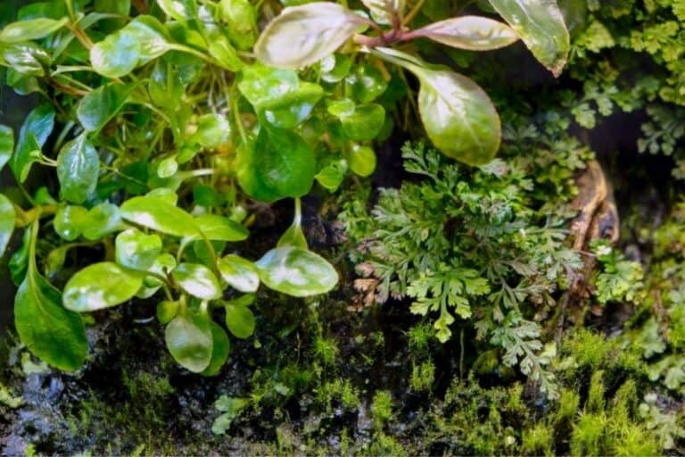 Paludarium 101: Creating a Thriving Semi-Aquatic Paradise