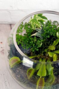 How to Make a DIY Venus Flytrap Terrarium (Will it Work?) - Terrarium Tribe