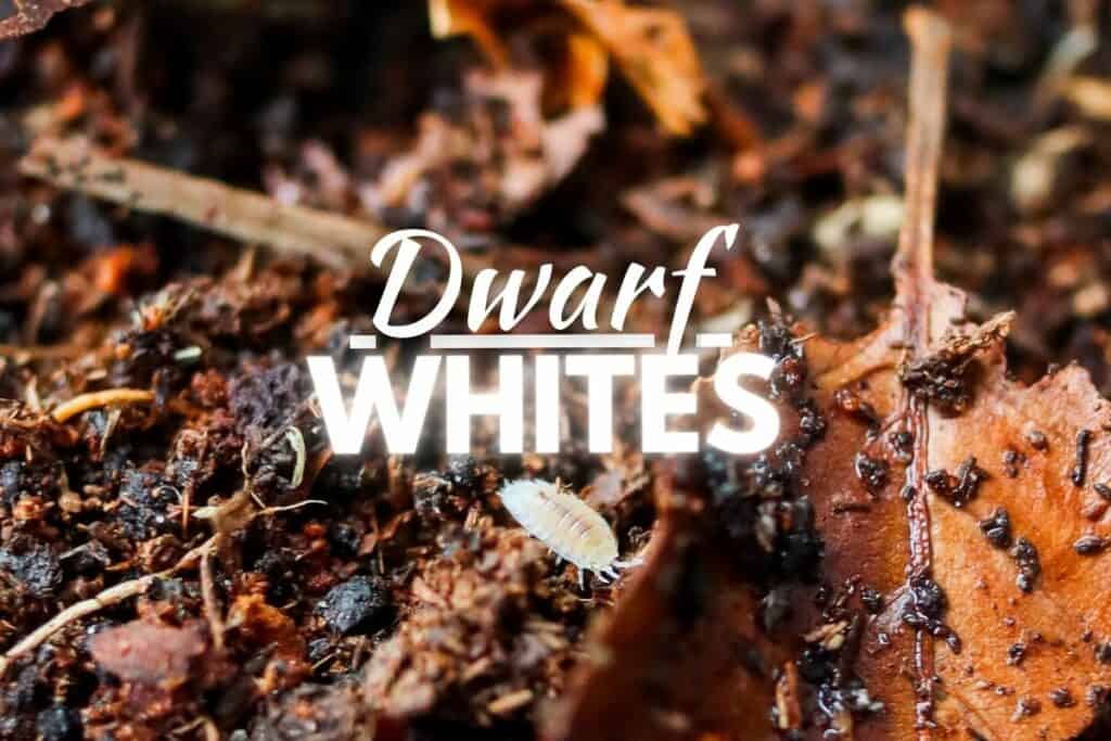 Dwarf White Isopods: Top Care & Uses (Trichorhina tomentosa)