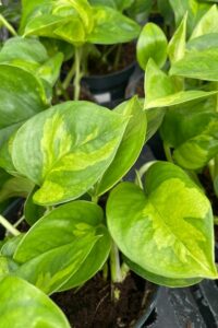 The Epic Guide to Pothos Varieties (12+ Hot Types of Pothos)