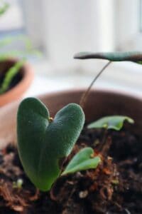 10 Charming Miniature Ferns (That You're Sure to Fall For) - Terrarium ...