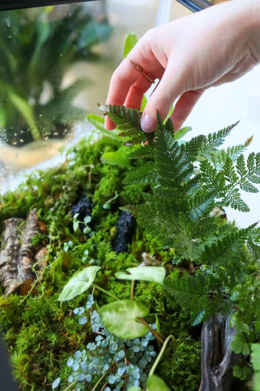 How to Make a Bioactive Terrarium (Or Vivarium) - DIY Guide - Terrarium ...