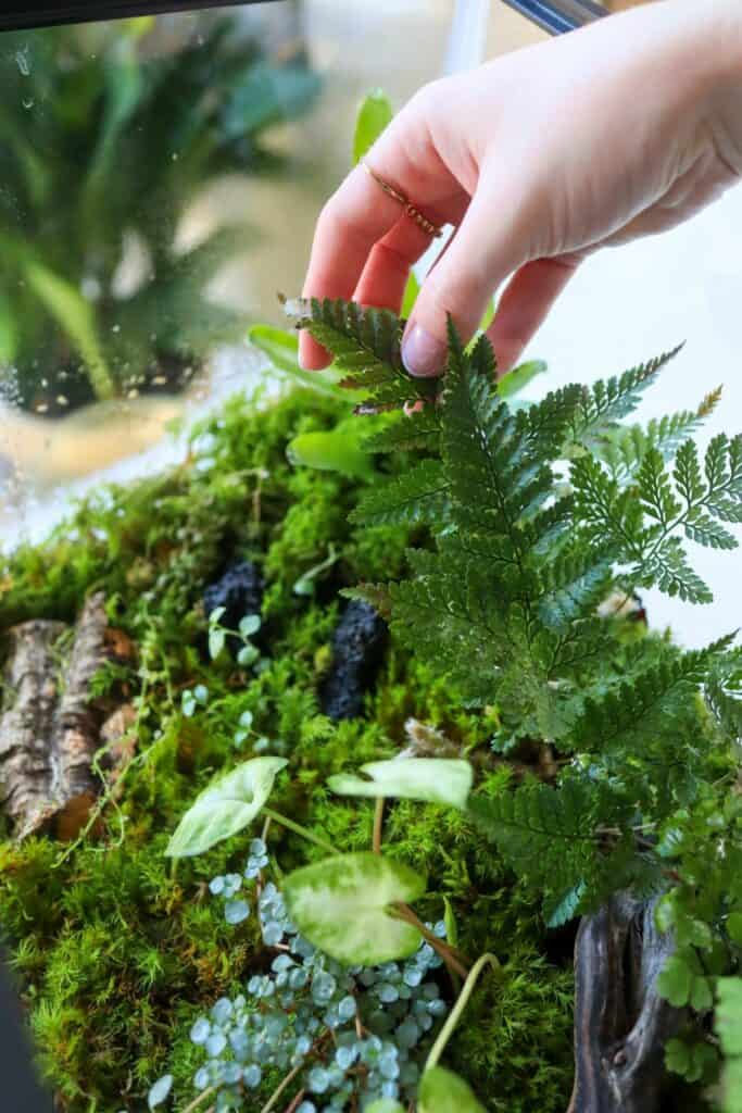 How to Make a Bioactive Terrarium (Or Vivarium) - DIY Guide - Terrarium ...