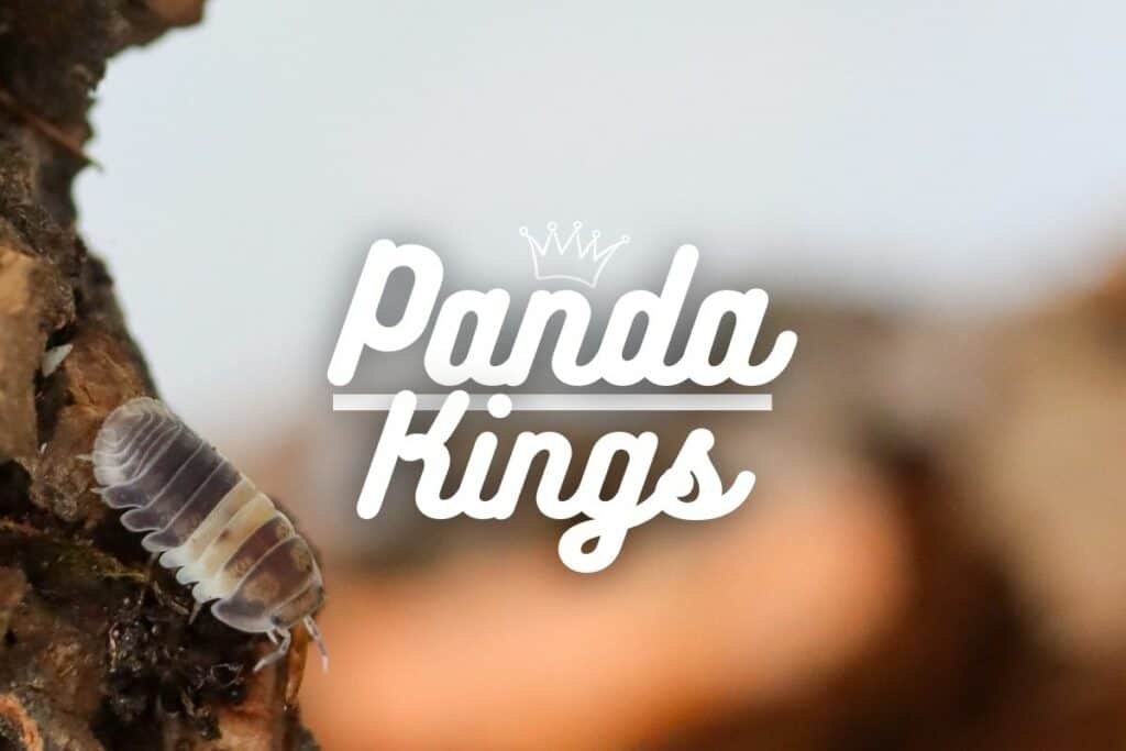 Panda King Isopods: Petite, Charming, and Un-bear-ably Cute