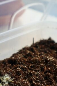 How to Culture Springtails: The Complete DIY Care Guide