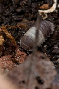 The Complete Pet Isopod Guide: Picks, Enclosure Setup & Care