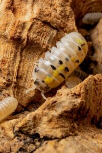 The Complete Pet Isopod Guide: Picks, Enclosure Setup & Care