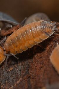The Complete Pet Isopod Guide: Picks, Enclosure Setup & Care