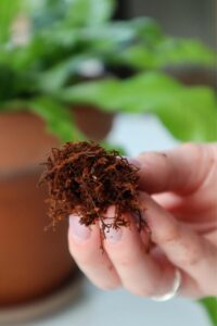 What is Tree Fern Fiber? A Terrarium Substrate Spotlight - Terrarium Tribe