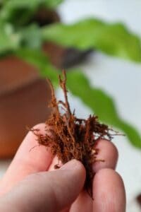 What is Tree Fern Fiber? A Terrarium Substrate Spotlight - Terrarium Tribe