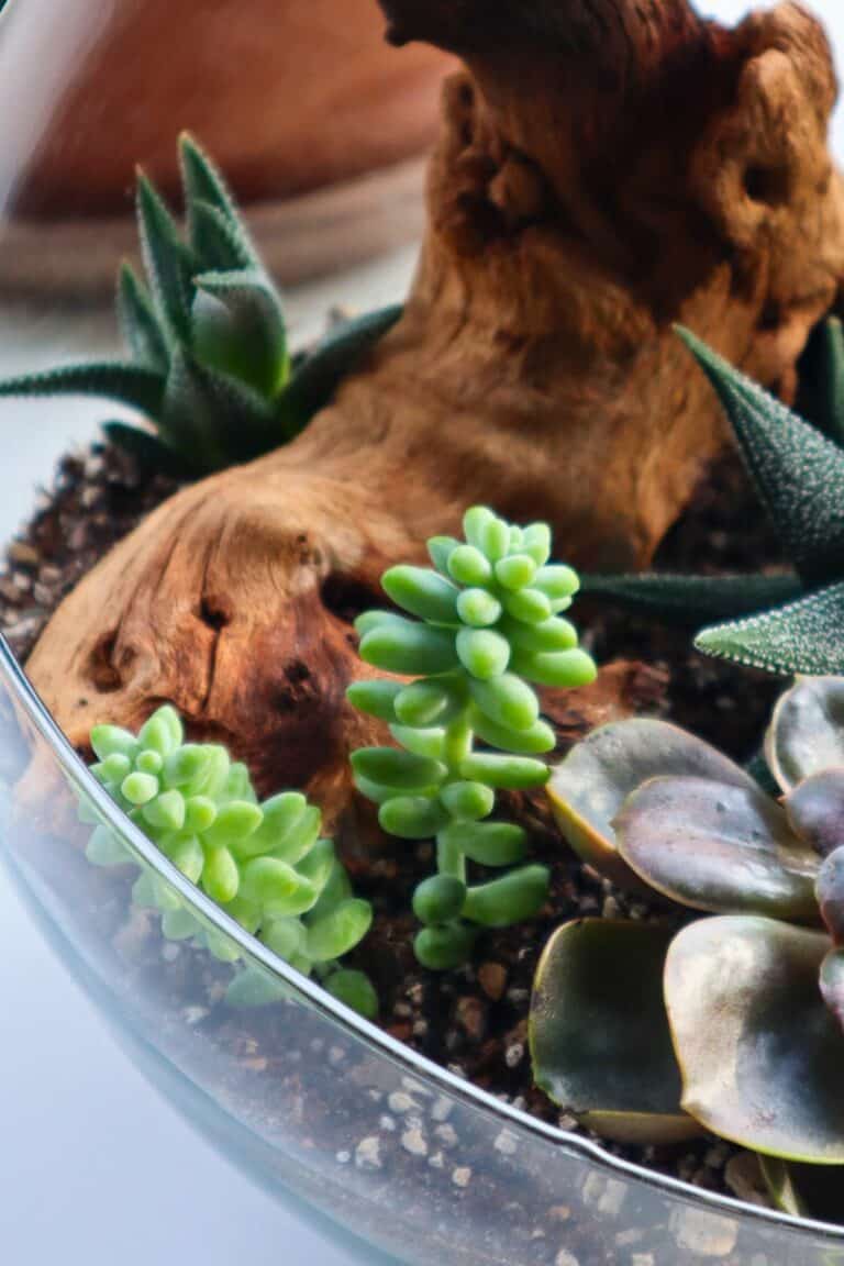Terrarium Plants: How to Choose & Use! (Setup to Success)