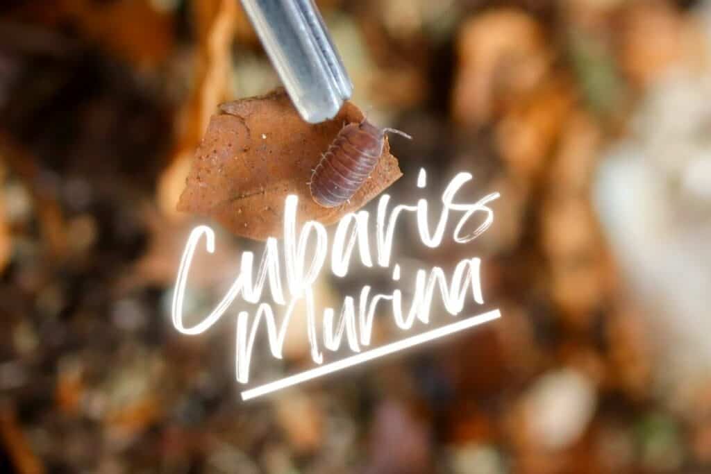 The Complete Cubaris murina (Little Sea Isopod) Care Guide