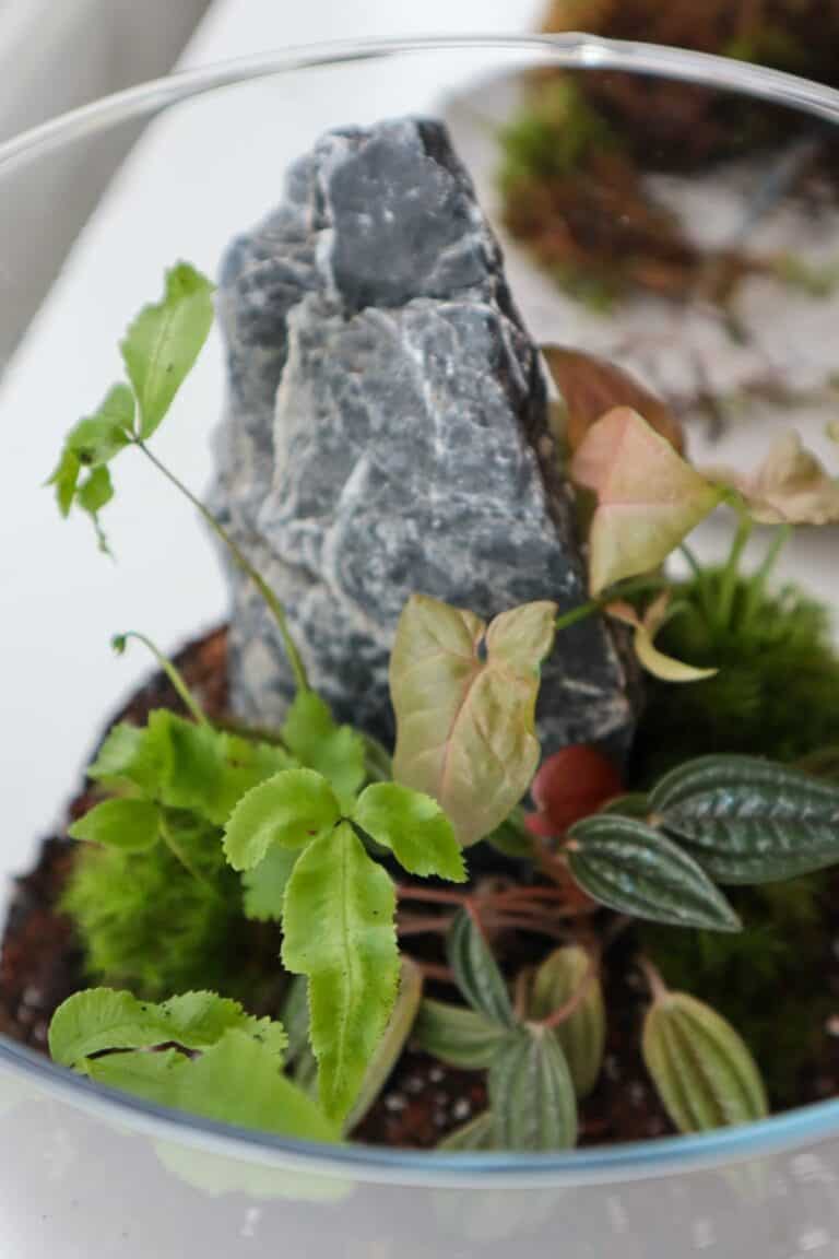 The Complete Terrarium Hardscape Guide (Rocks + Wood)