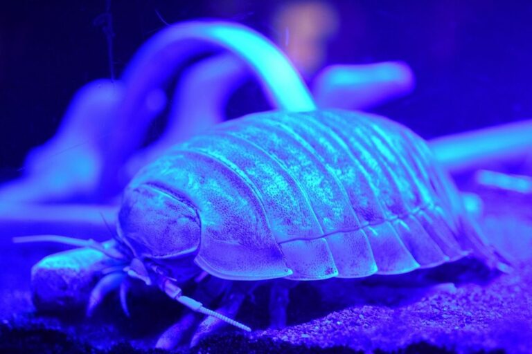 What Are Isopods? Crustacean Critters Explained!