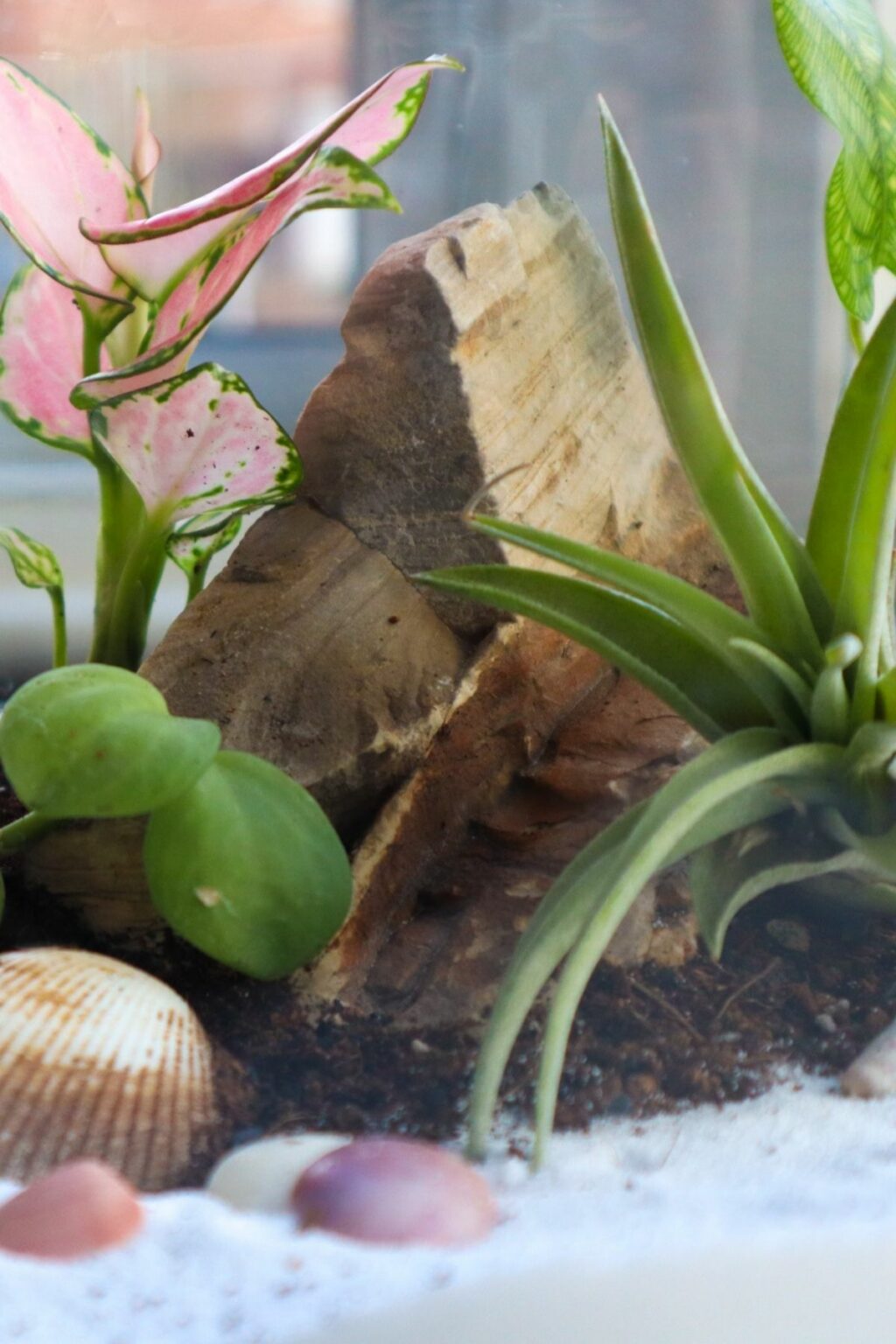 The Complete Terrarium Hardscape Guide (Rocks + Wood)