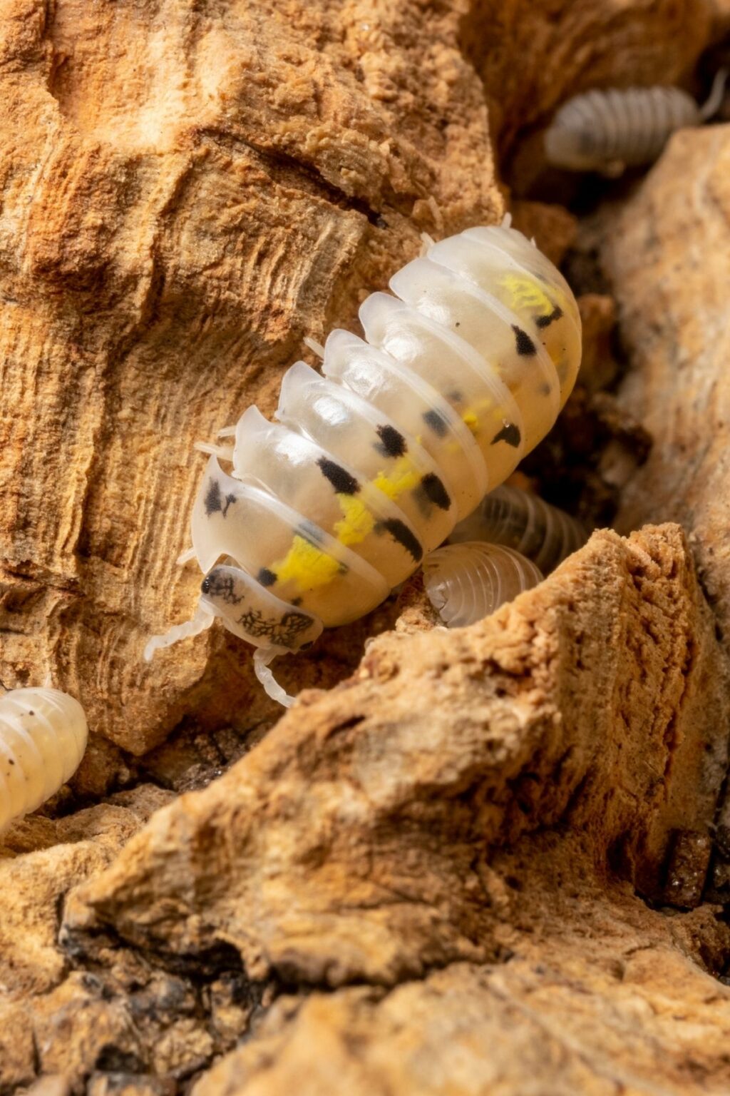 The Best (& Worst) Terrarium Insects and Bugs: 12+ Species