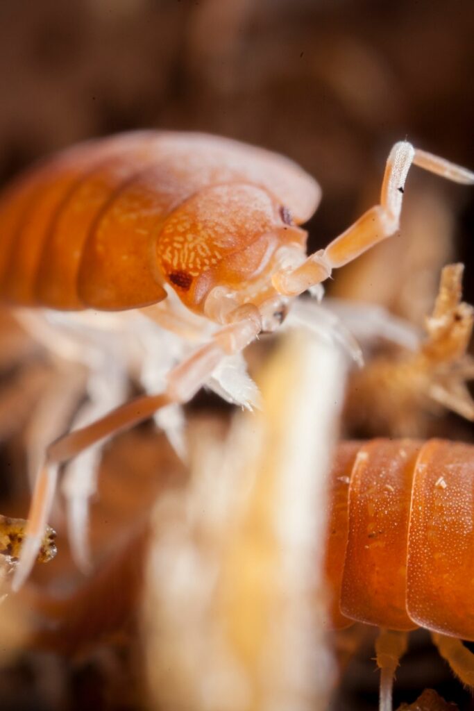 What Are Isopods? Crustacean Critters Explained!