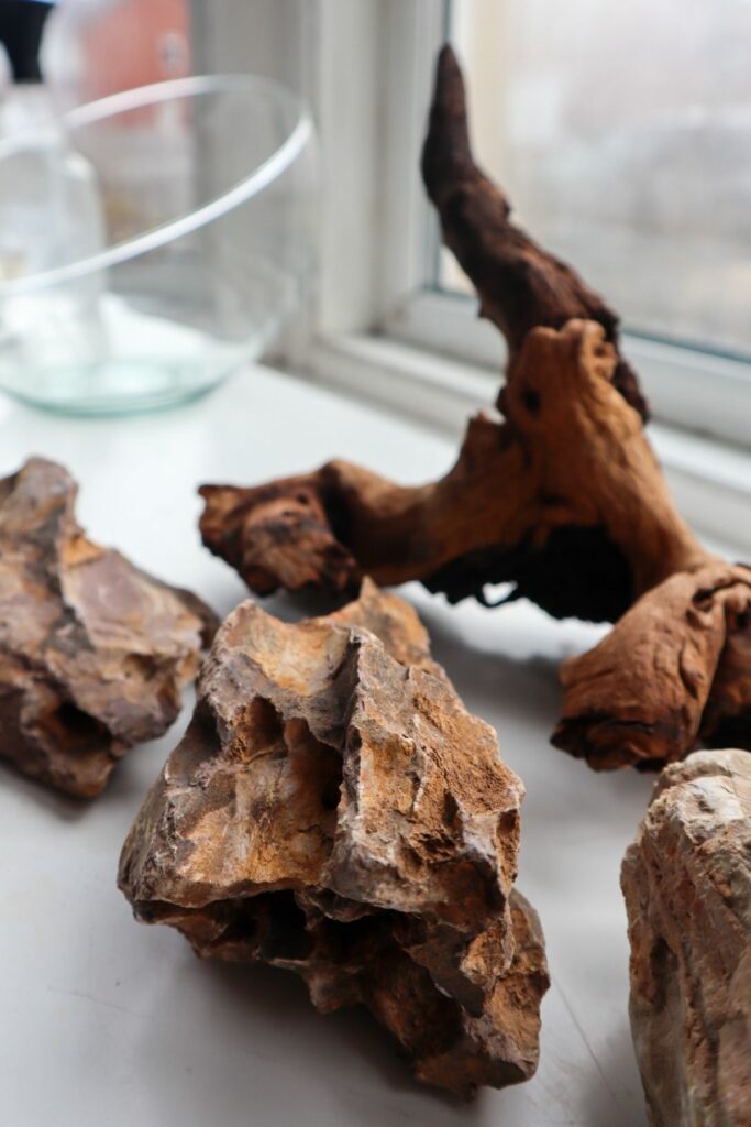 Jungle Magic: How to Make a Captivating Rainforest Terrarium