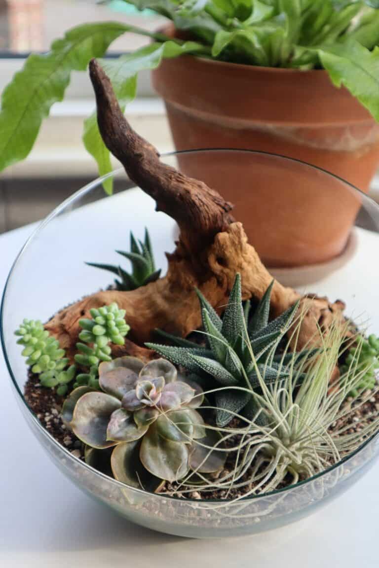 Types of Terrarium: Which is Best for You? (+ Examples) - Terrarium Tribe