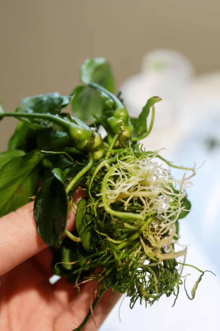 How to Grow (& Use) Dwarf Anubias Plants in Terrariums