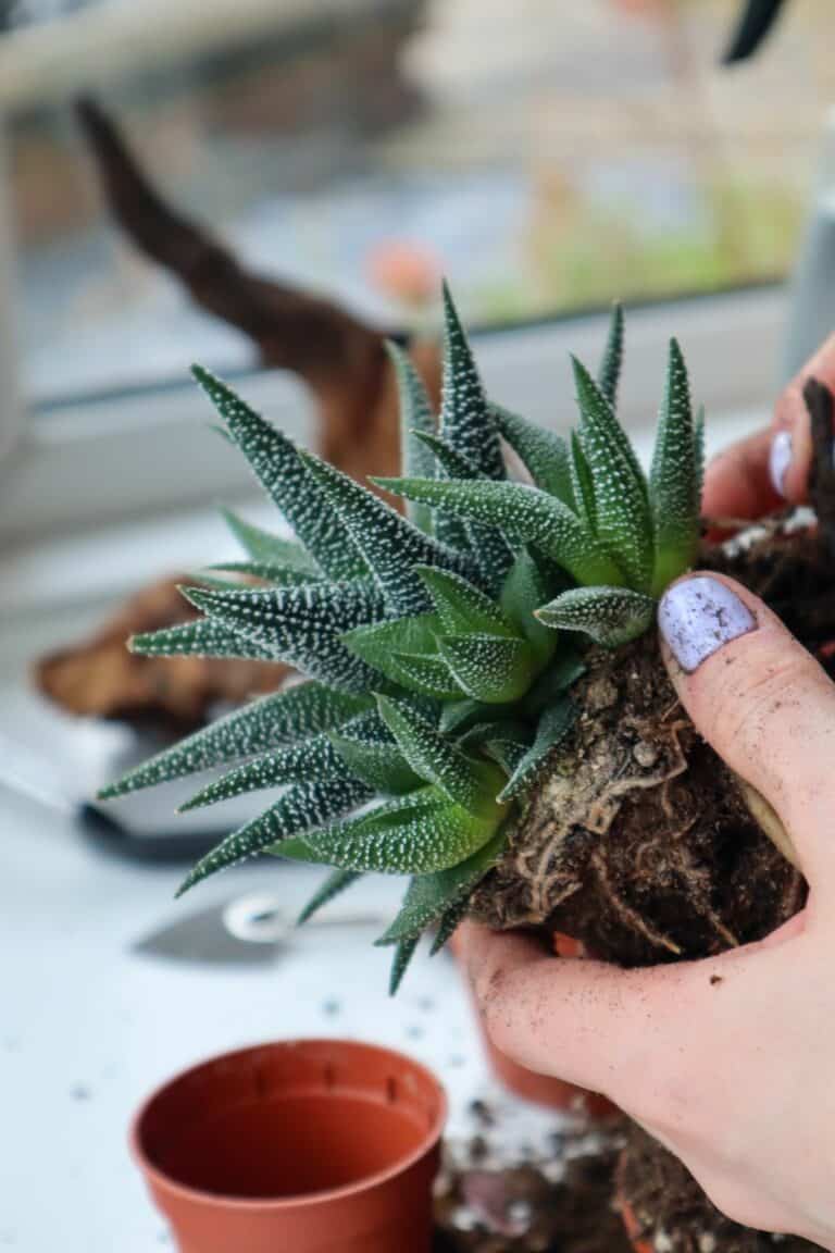 Succulents for Terrariums: 7 Top Picks (and How to Use Them)