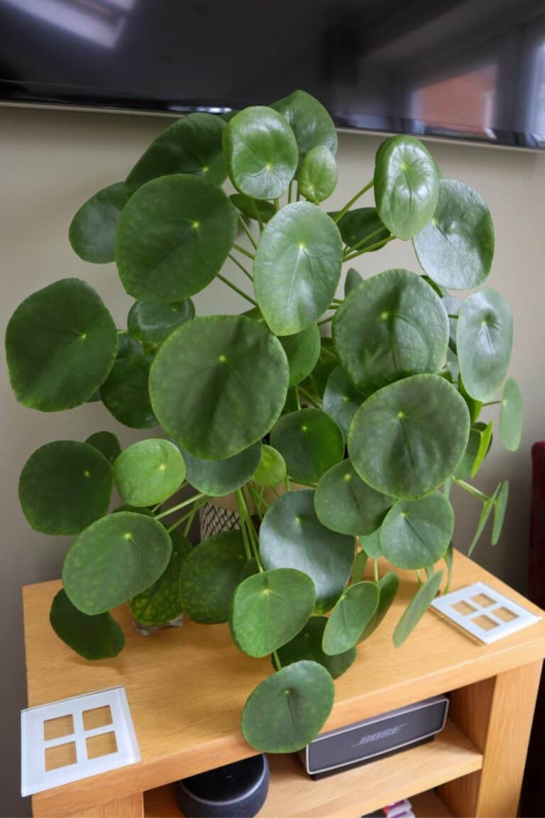 Shooting for the Moon Valley Pilea mollis (Care Guide)