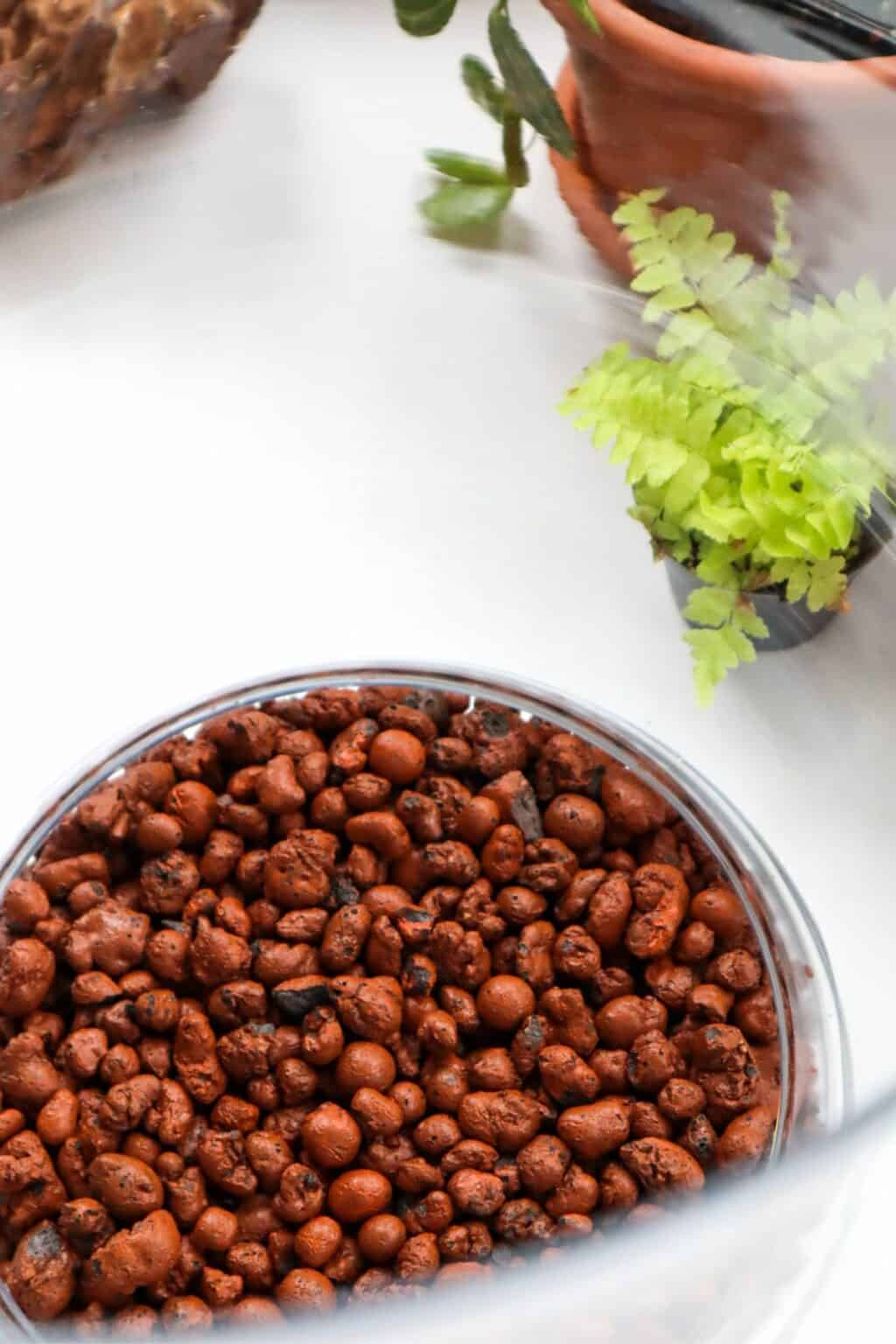 How to Use Leca in Terrariums (Drainage Layer Guide)