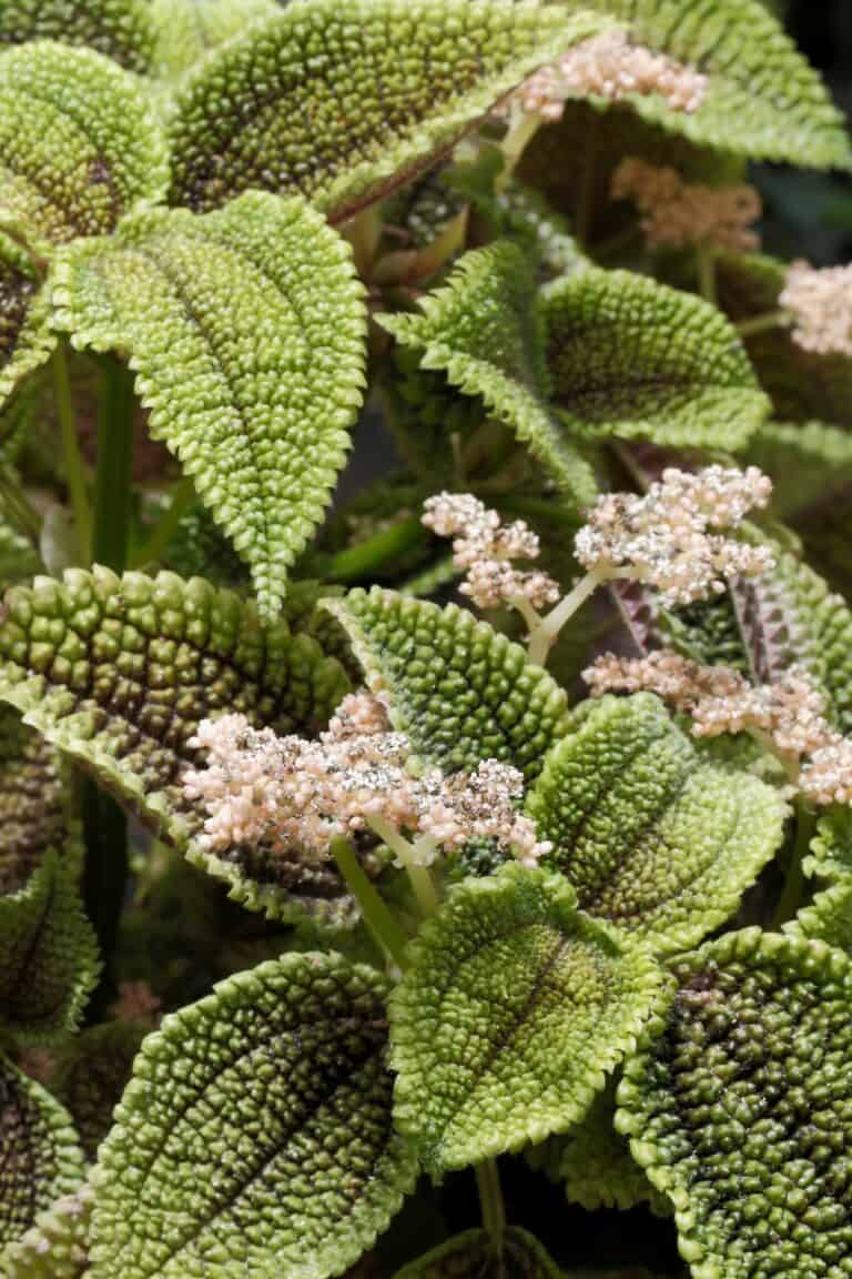 Shooting for the Moon Valley Pilea mollis (Care Guide)