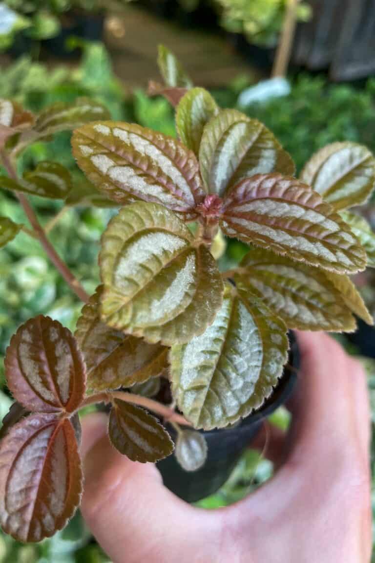 Shooting for the Moon Valley Pilea mollis (Care Guide)