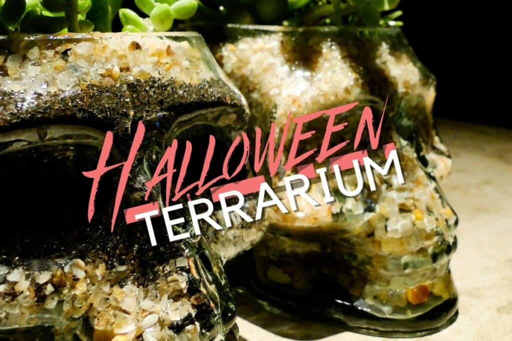 Halloween Terrarium: Top Ideas, Accessories & How-To Guide