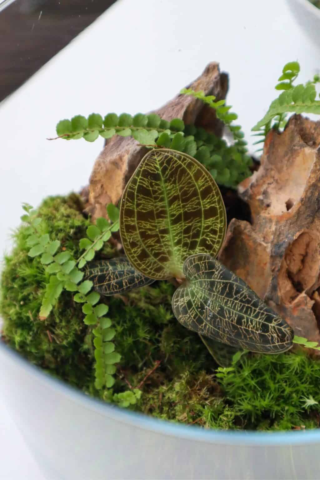 How Do Terrariums Work? A Closed Ecosystem Guide