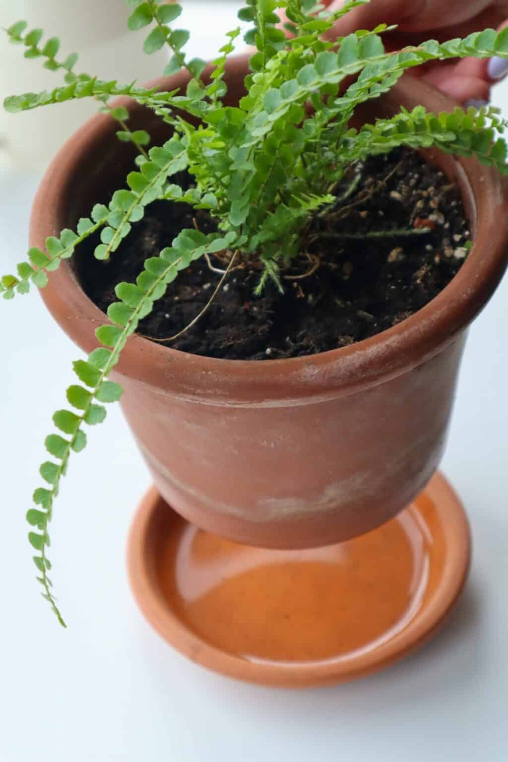 Nephrolepis cordifolia: Growing the Zesty Lemon Button Fern