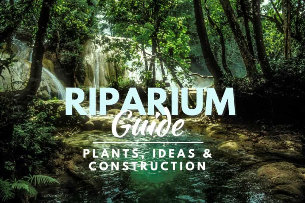 Riparium 101: The Complete Guide to Epic Riverbank Projects