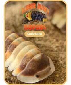 The Complete Pet Isopod Guide: Picks, Enclosure Setup & Care