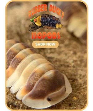 The Complete Pet Isopod Guide: Picks, Enclosure Setup & Care