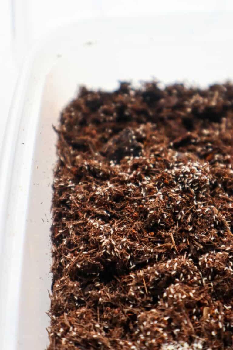 How to Make a Bioactive Substrate Mix (Recipe + Guide)