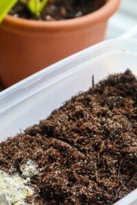 How to Culture Springtails: The Complete DIY Care Guide