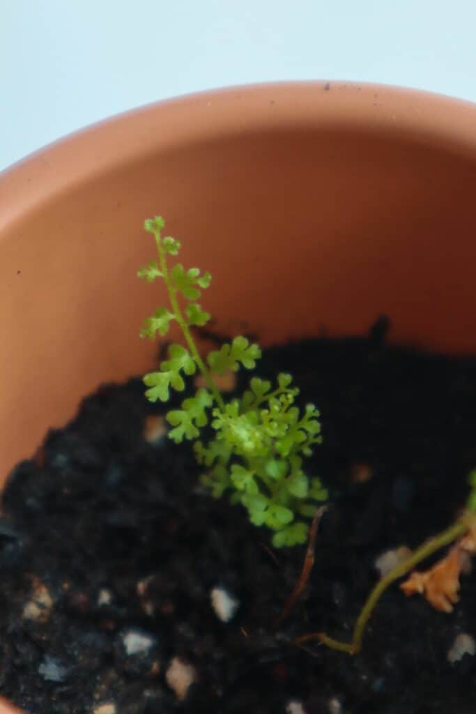 How to Grow the Fluffy Ruffles Fern (Nephrolepis exaltata)