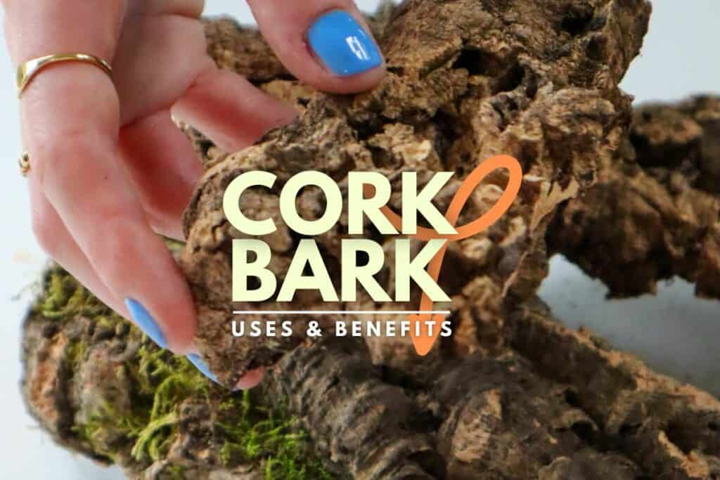 The Complete Cork Bark Guide (Bioactive + Hardscape)