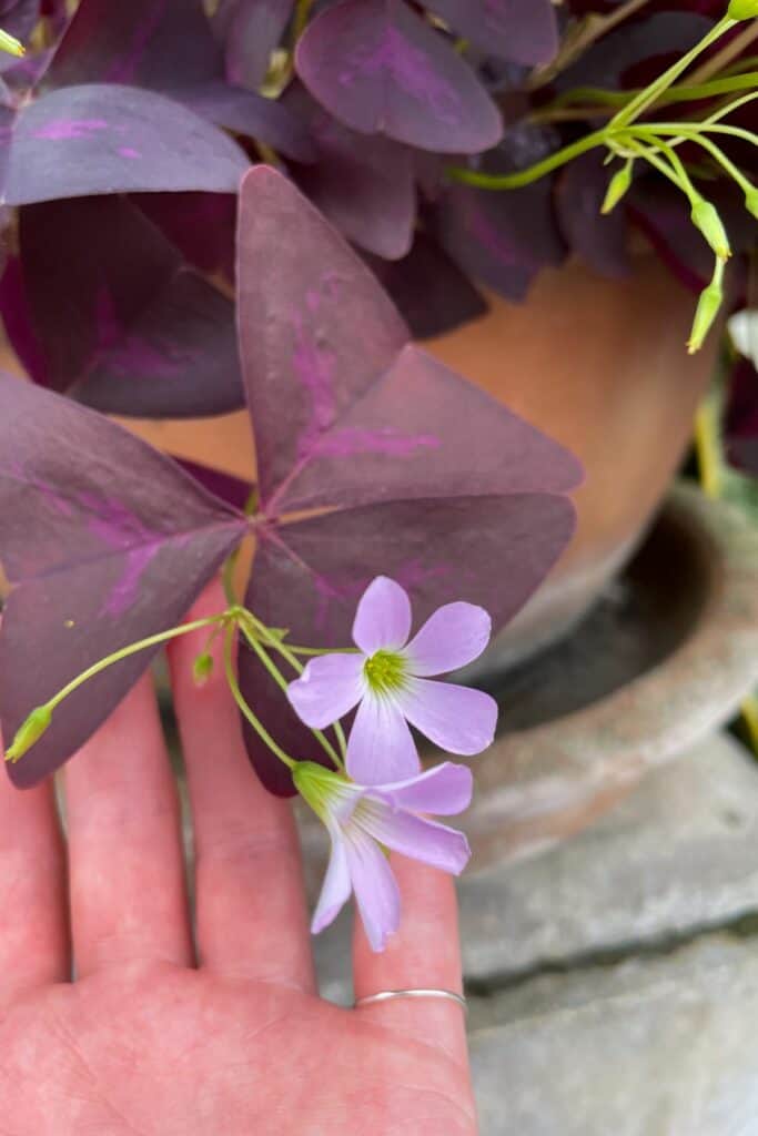 Terrarium Flowers - What You Need to Know (+ Plant Picks)