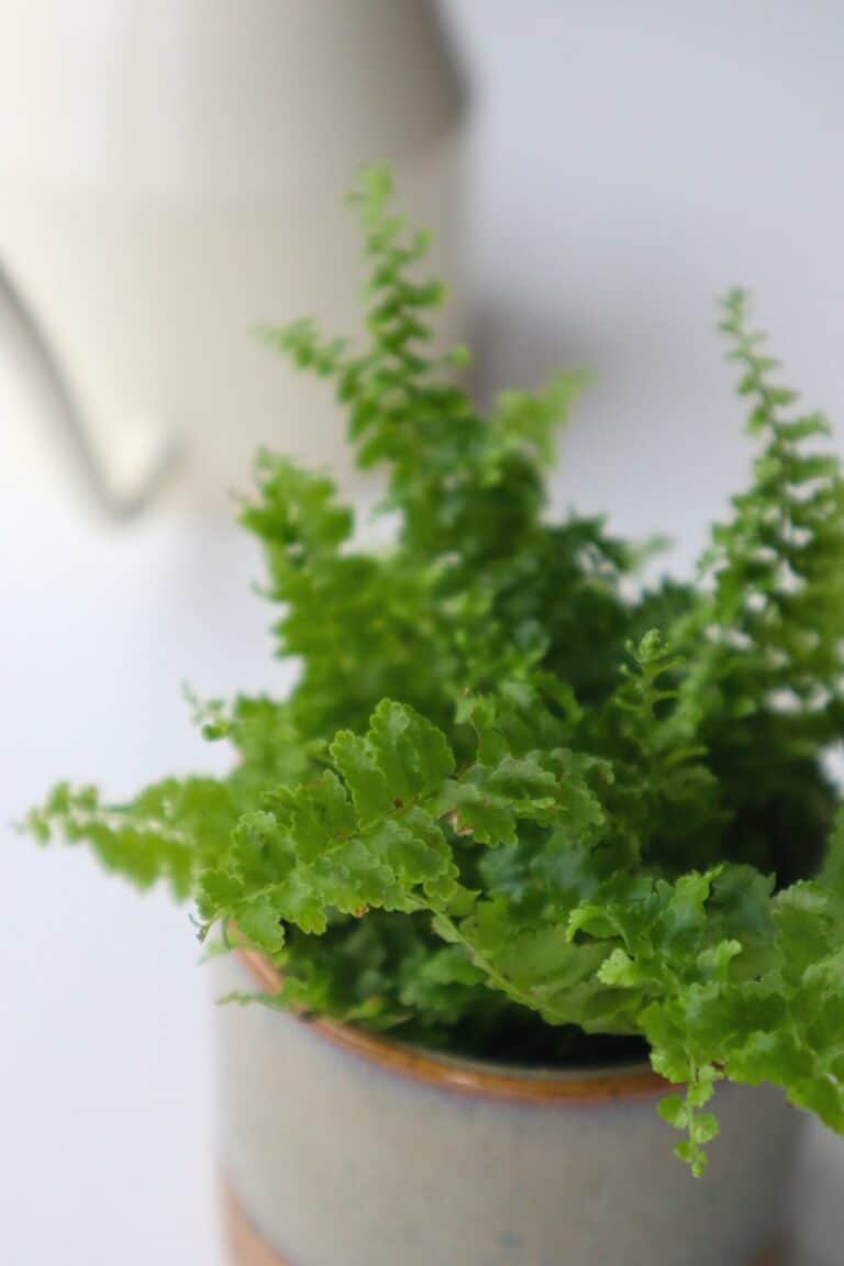 How to Grow the Fluffy Ruffles Fern (Nephrolepis exaltata)
