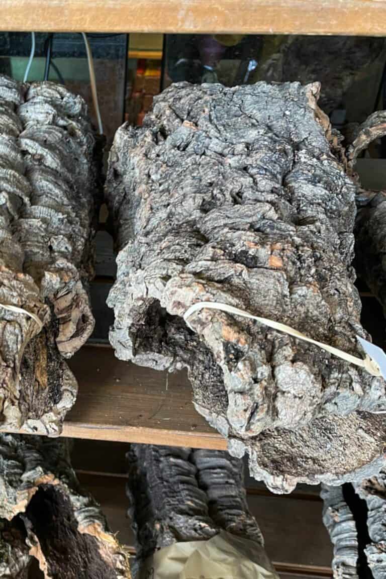 The Complete Cork Bark Guide (Bioactive + Hardscape)