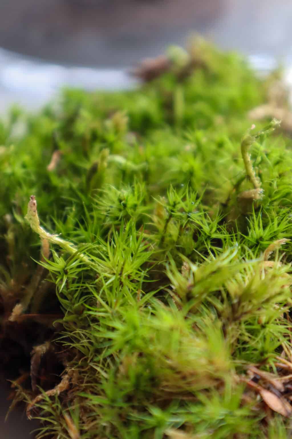 Jungle Magic: How to Make a Captivating Rainforest Terrarium